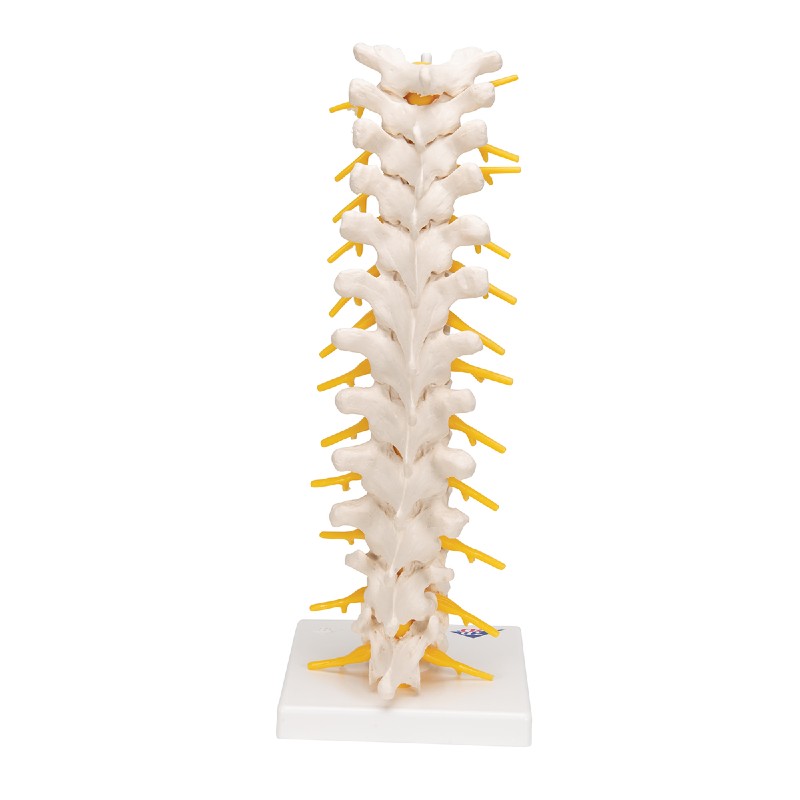 3B Scientific Thoracic Spine Model | Health and Care